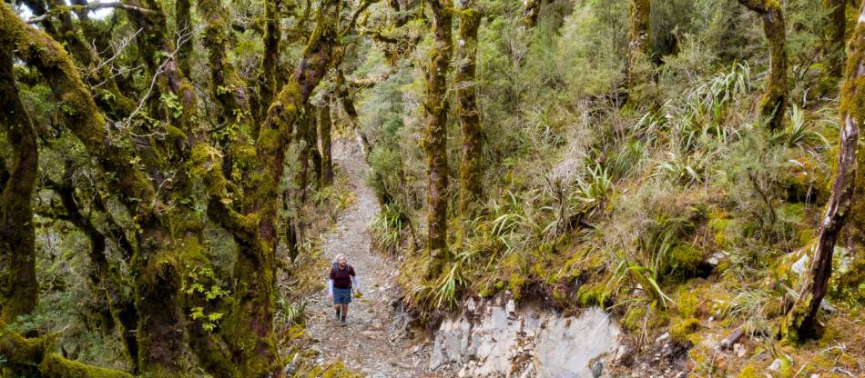 Paparoa Track Walking Tour | Paparoa Self Guided Hiking Trip